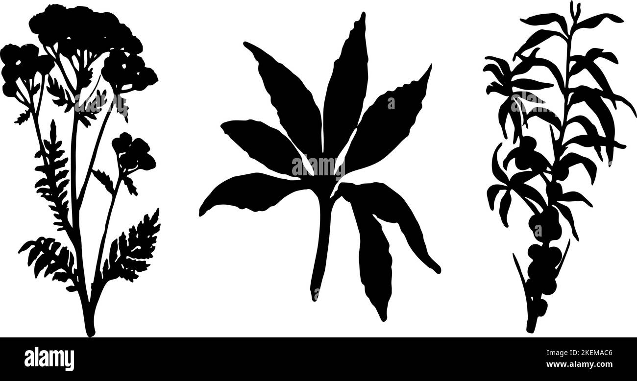 Collection of plants, flowers and herbs. Black silhouettes of plants ...
