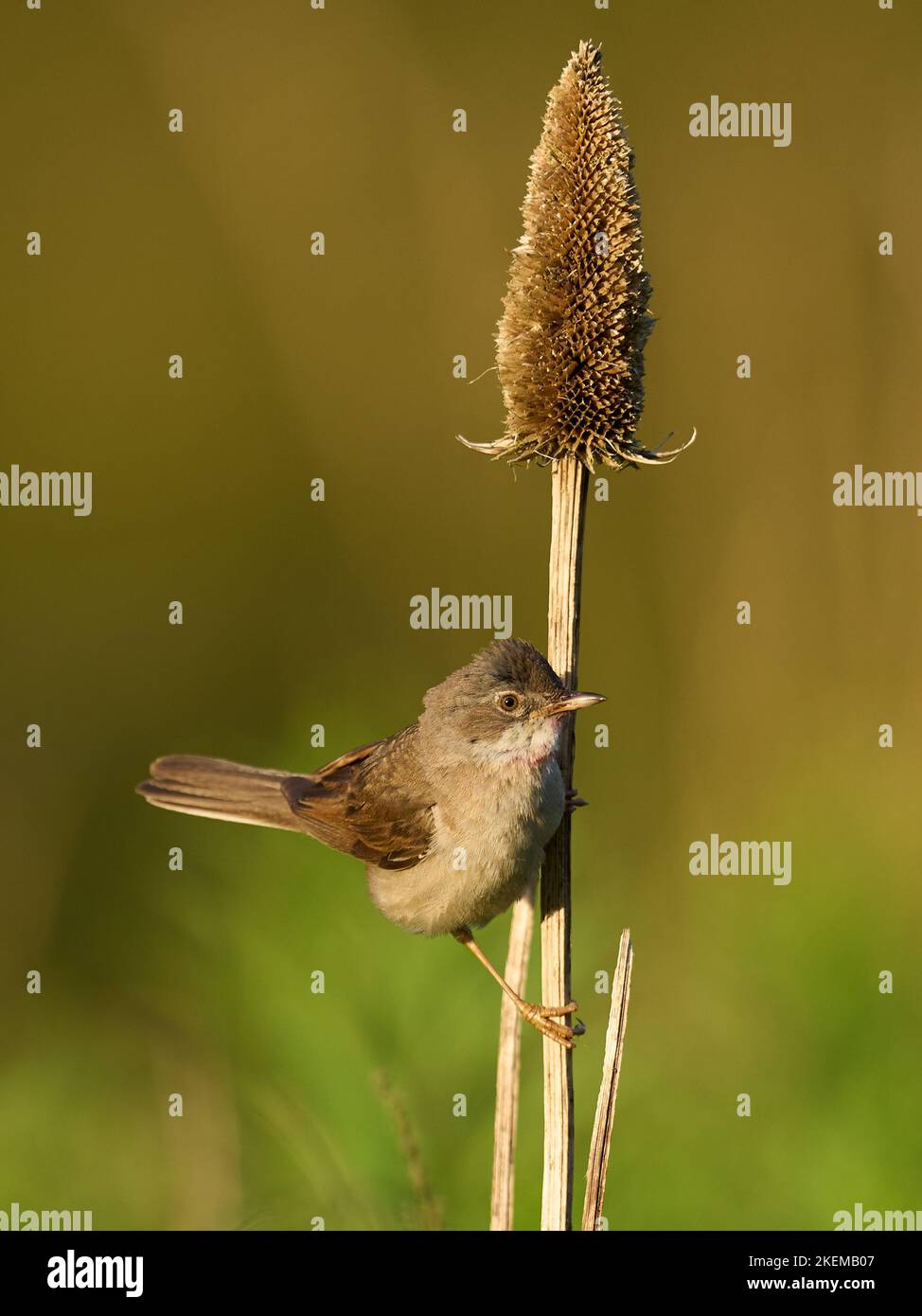 Common whitethroat (Curruca communis) in its natural environment Stock ...
