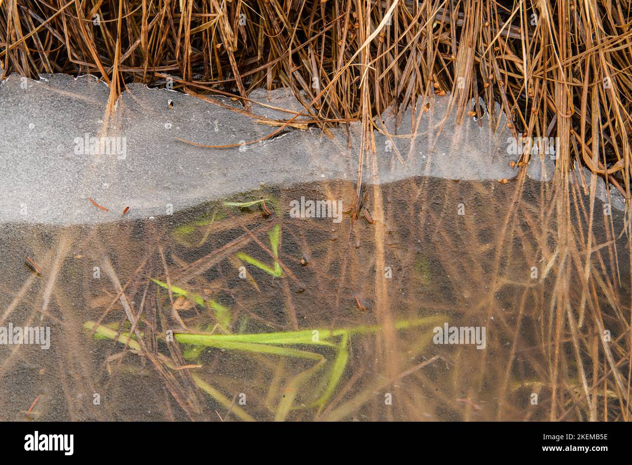 Melting ice at the edge of vernal pools, Greater Sudbury, Ontario ...