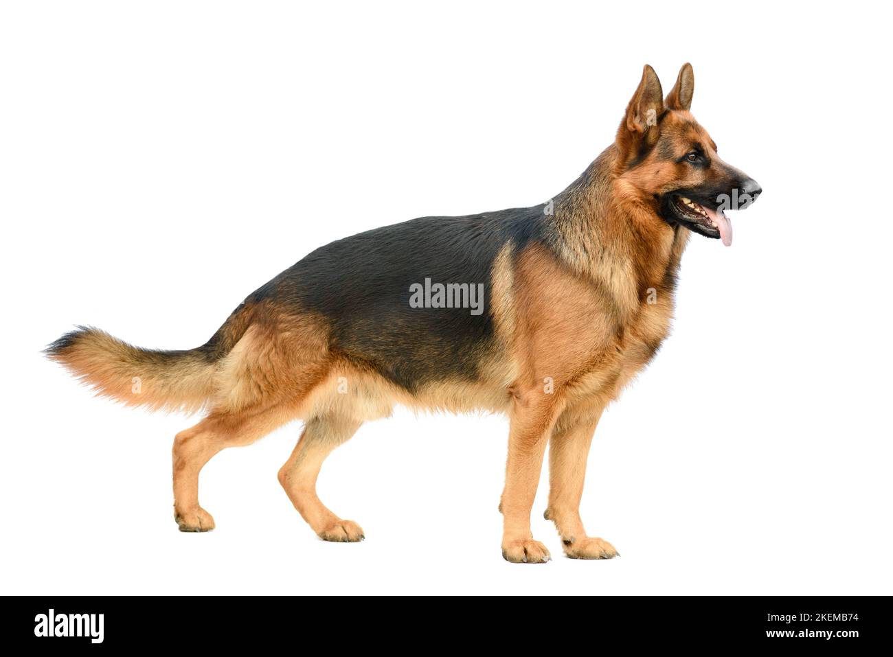 Seeing Eye Dog German Shepherd