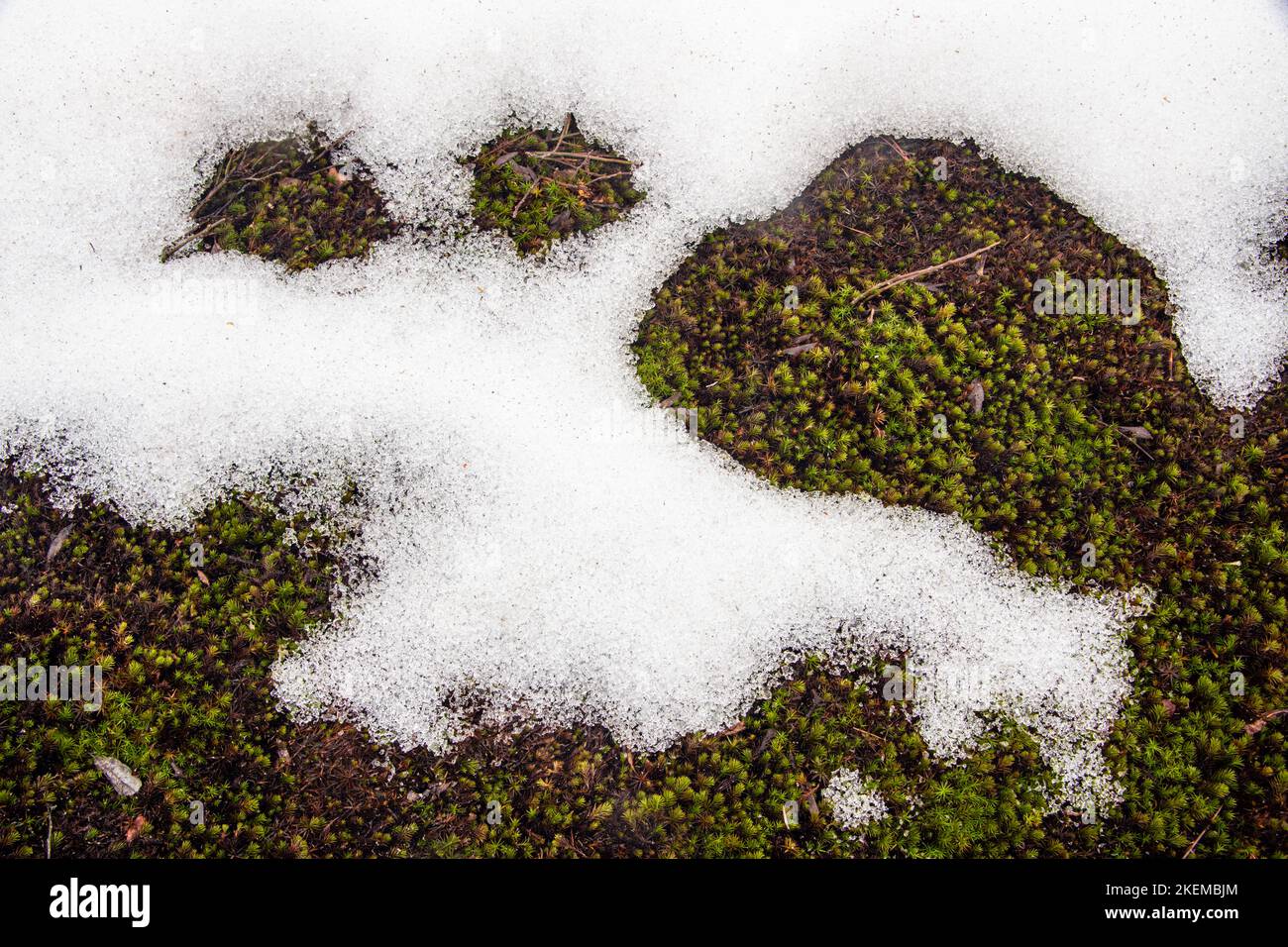 Melting ice at the edge of vernal pools, Greater Sudbury, Ontario ...