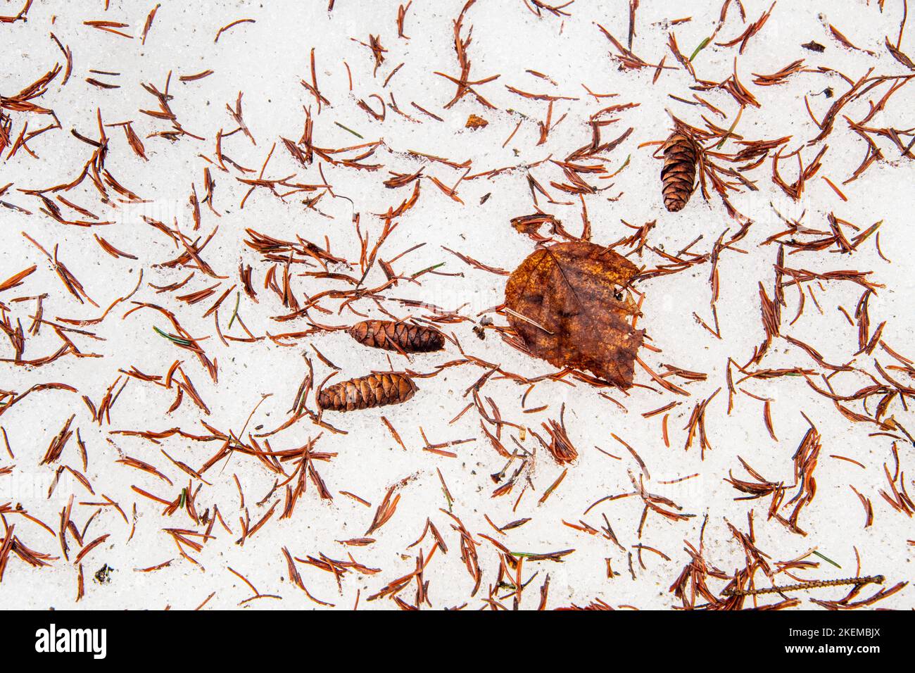 Fallen leaves on spring snow, Greater Sudbury, Ontario, Canada Stock ...