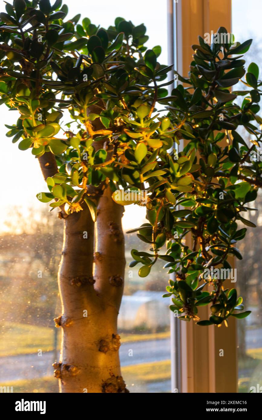 A wonderful, large Crassula ovata on the windowsill, Oval crassula ...