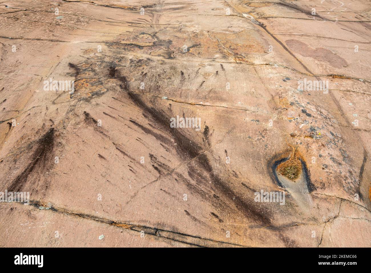 Stained granite outcrops with lichens, collected pine straw and plants ...