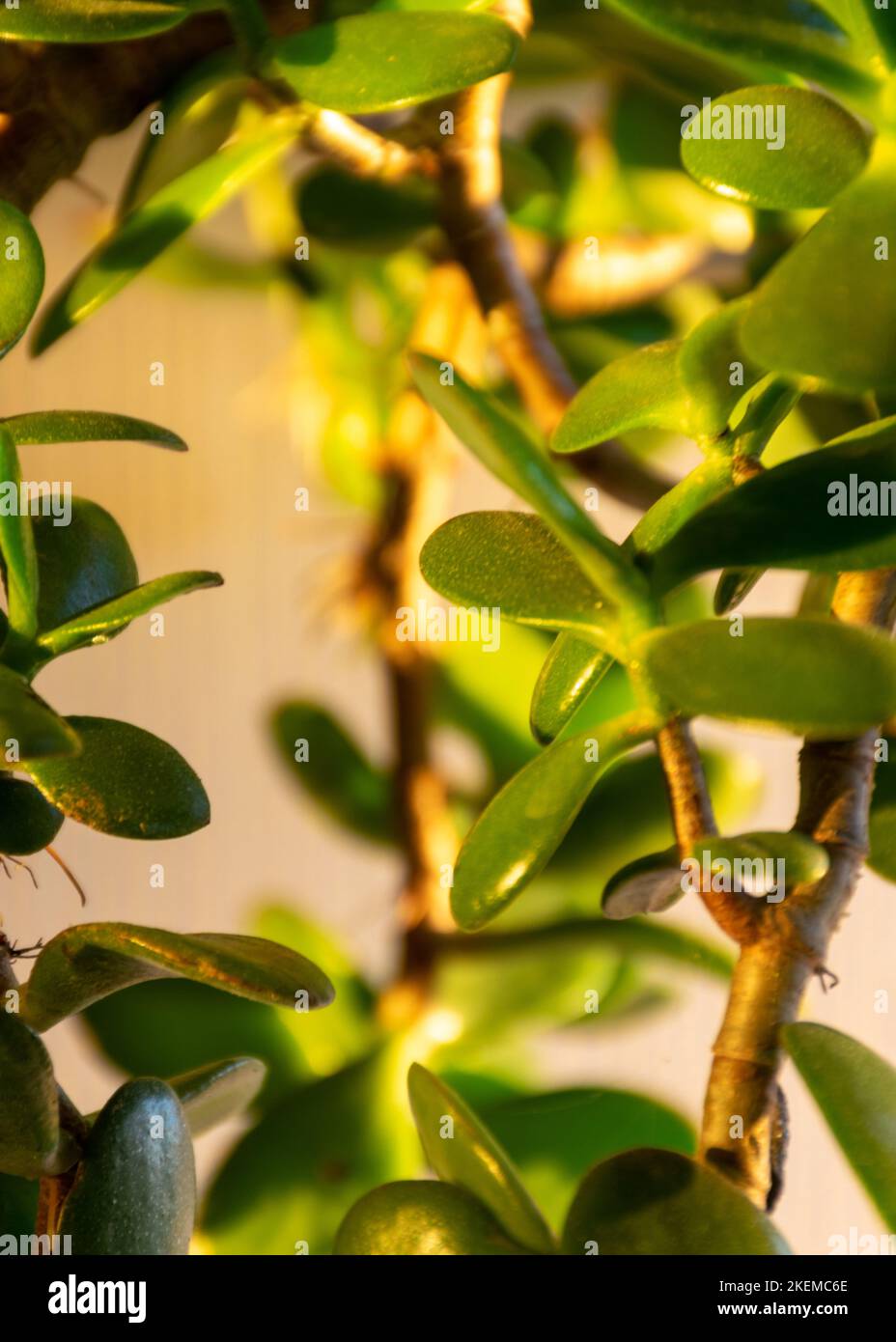 A wonderful, large Crassula ovata on the windowsill, Oval crassula ...