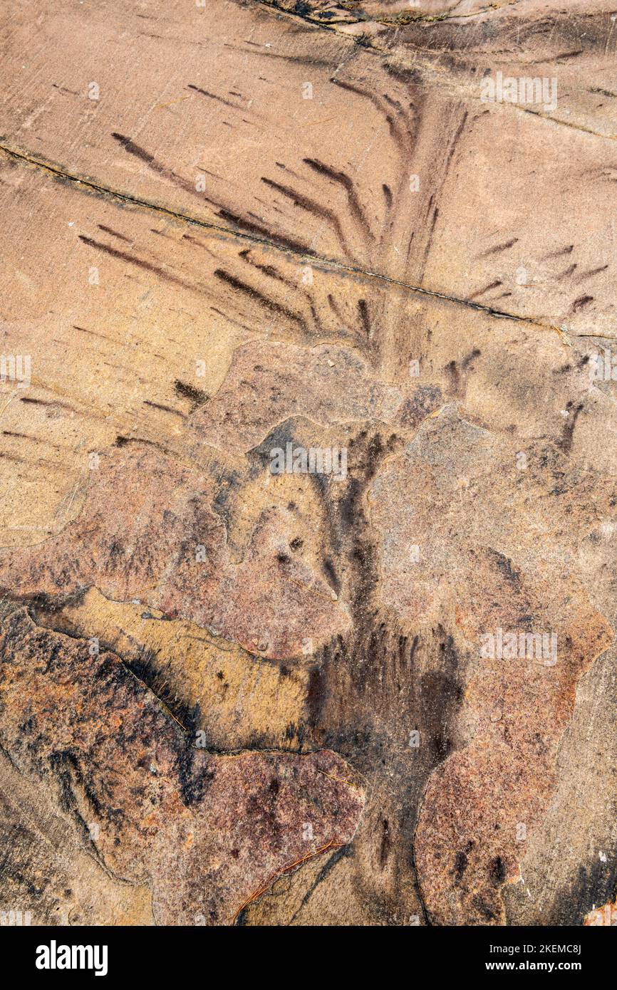 Stained granite outcrops with lichens, collected pine straw and plants ...