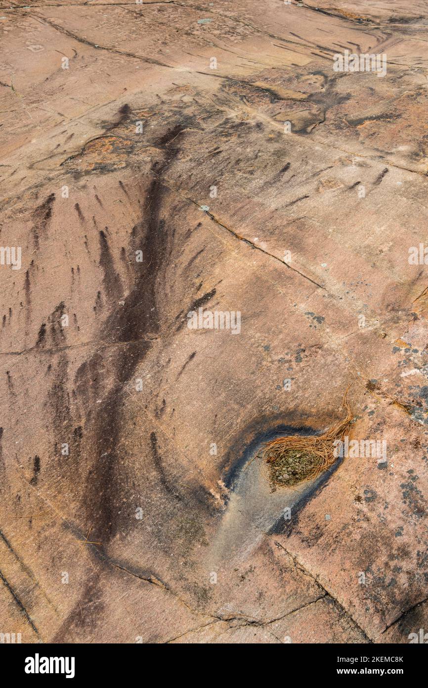 Stained granite outcrops with lichens, collected pine straw and plants ...