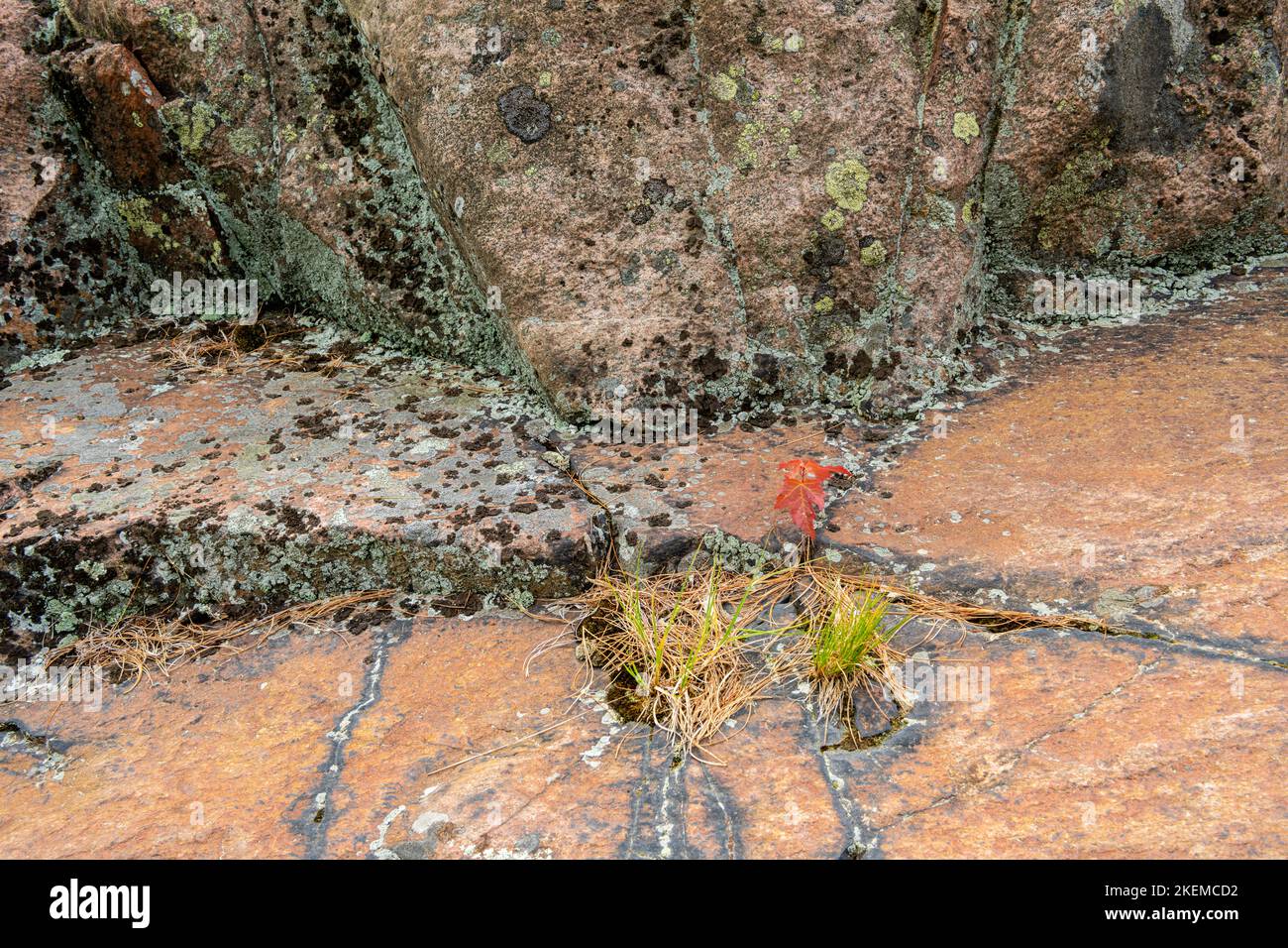 Stained granite outcrops with lichens, collected pine straw and plants ...