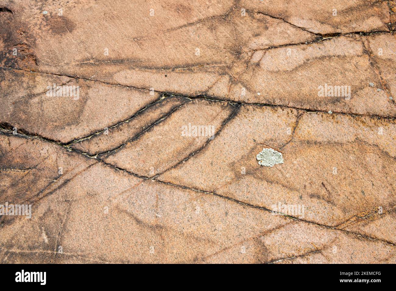 Stained granite outcrops with lichens, collected pine straw and plants ...