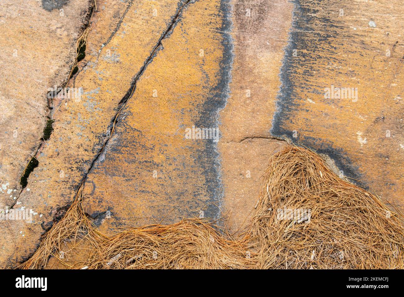 Stained granite outcrops with lichens, collected pine straw and plants ...