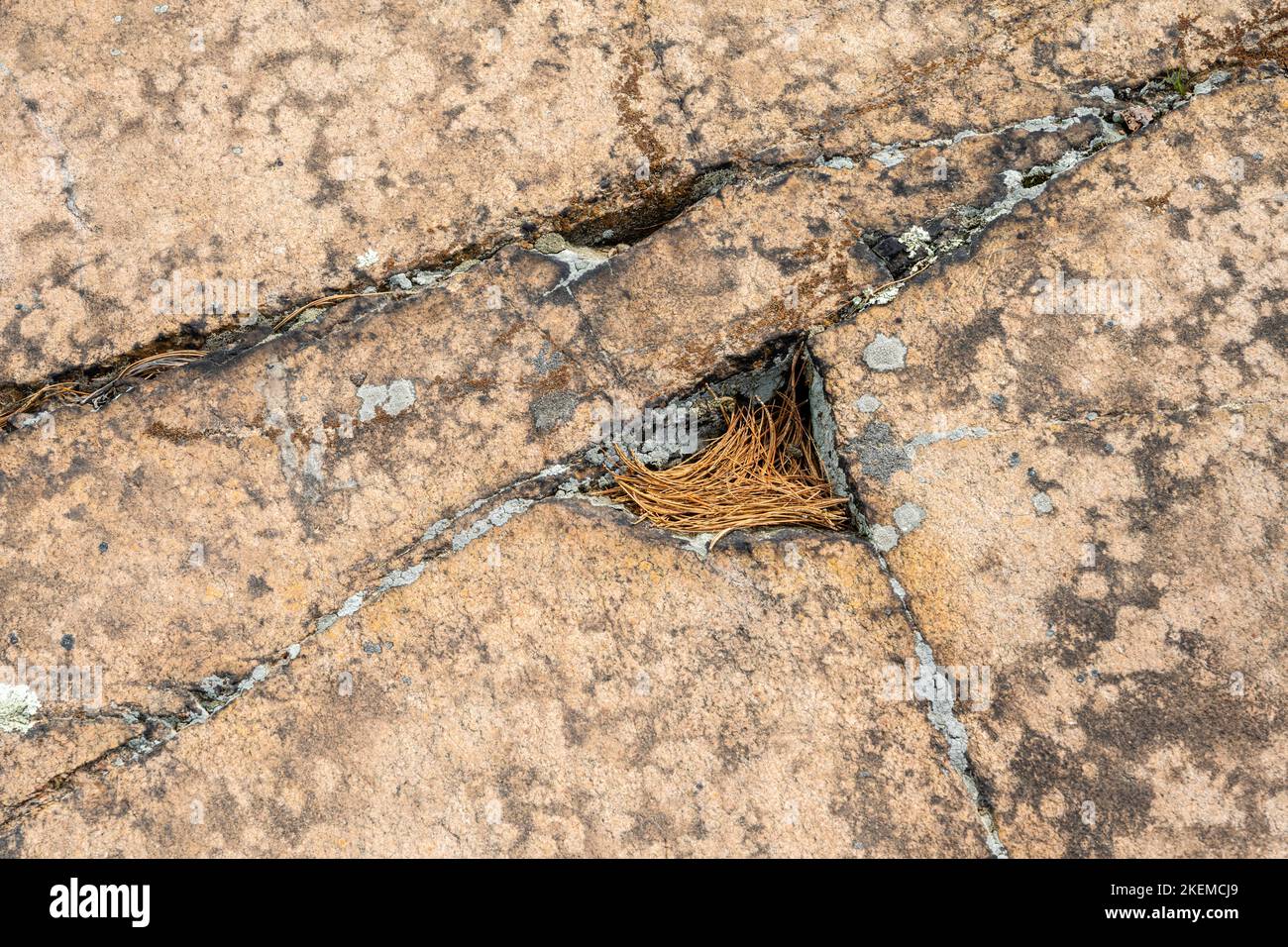 Stained granite outcrops with lichens, collected pine straw and plants ...