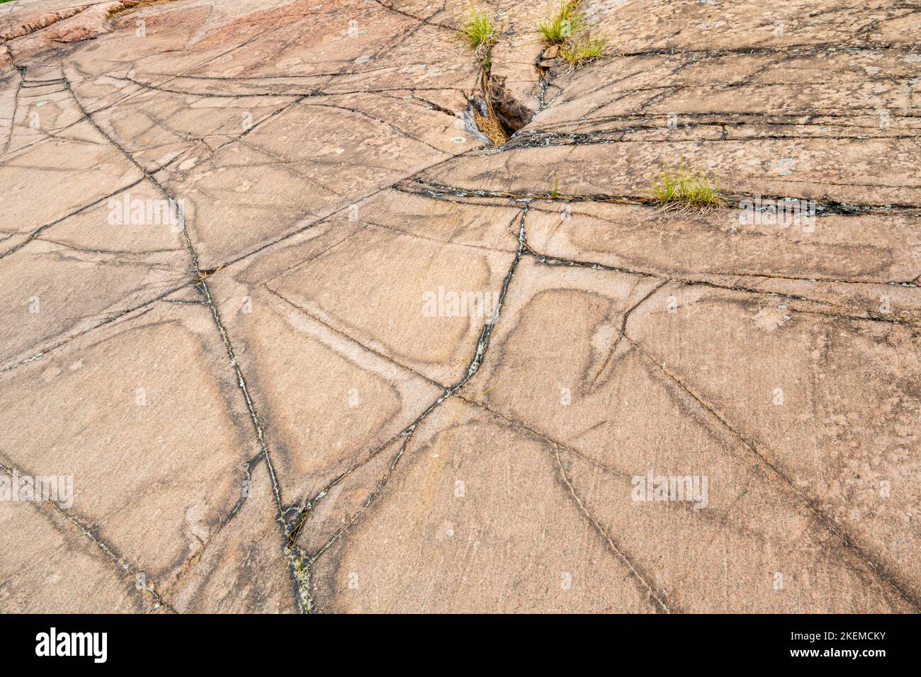 Stained granite outcrops with lichens, collected pine straw and plants ...
