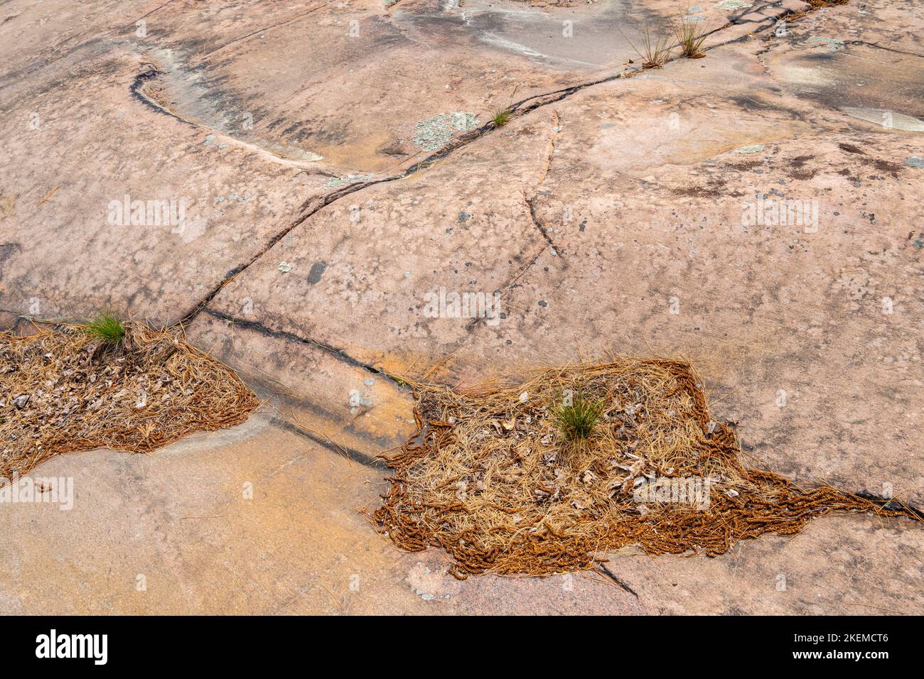 Stained granite outcrops with lichens, collected pine straw and plants ...
