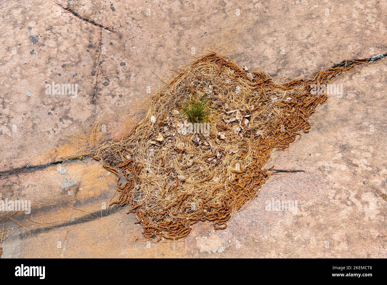 Stained granite outcrops with lichens, collected pine straw and plants ...