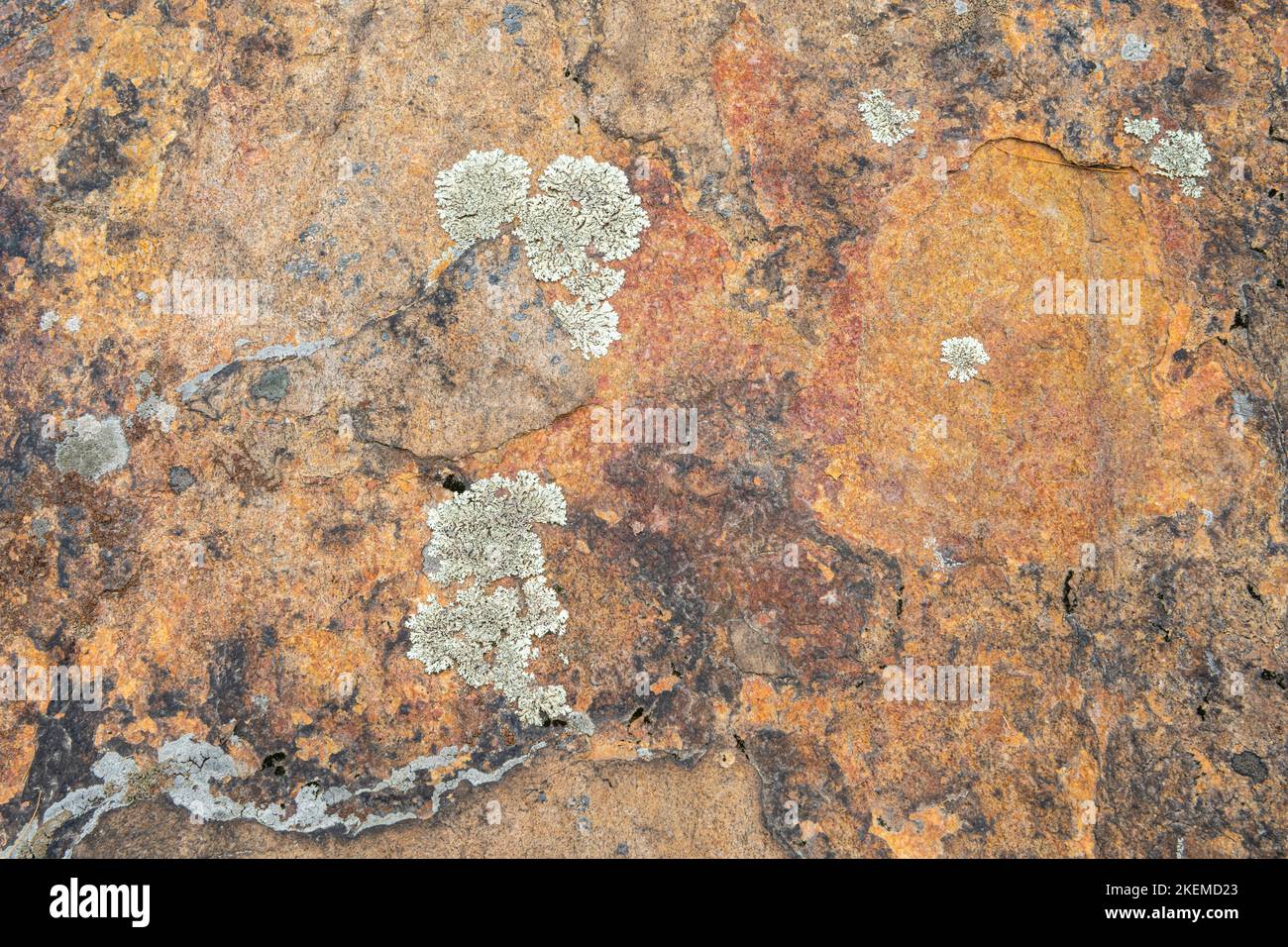 Stained granite outcrops with lichens, collected pine straw and plants ...