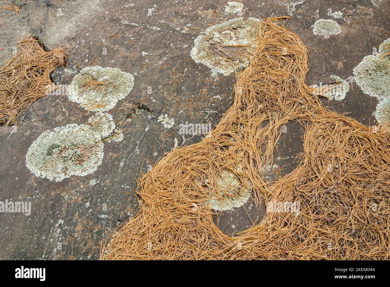 Stained granite outcrops with lichens, collected pine straw and plants ...