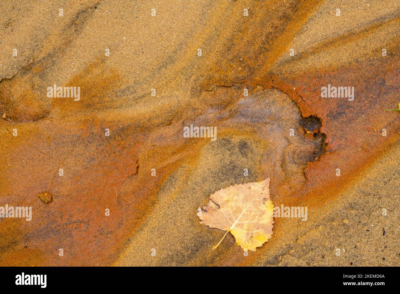 Stained beach sand and fallen aspen leaves, Alburgh Dunes State Park ...
