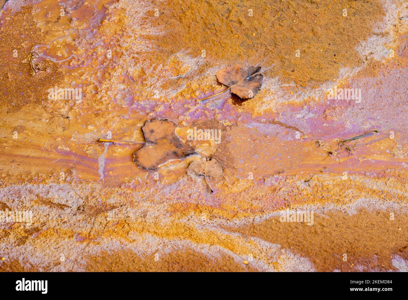 Fallen aspen leaves and beach sand stained with oils seeping from ...