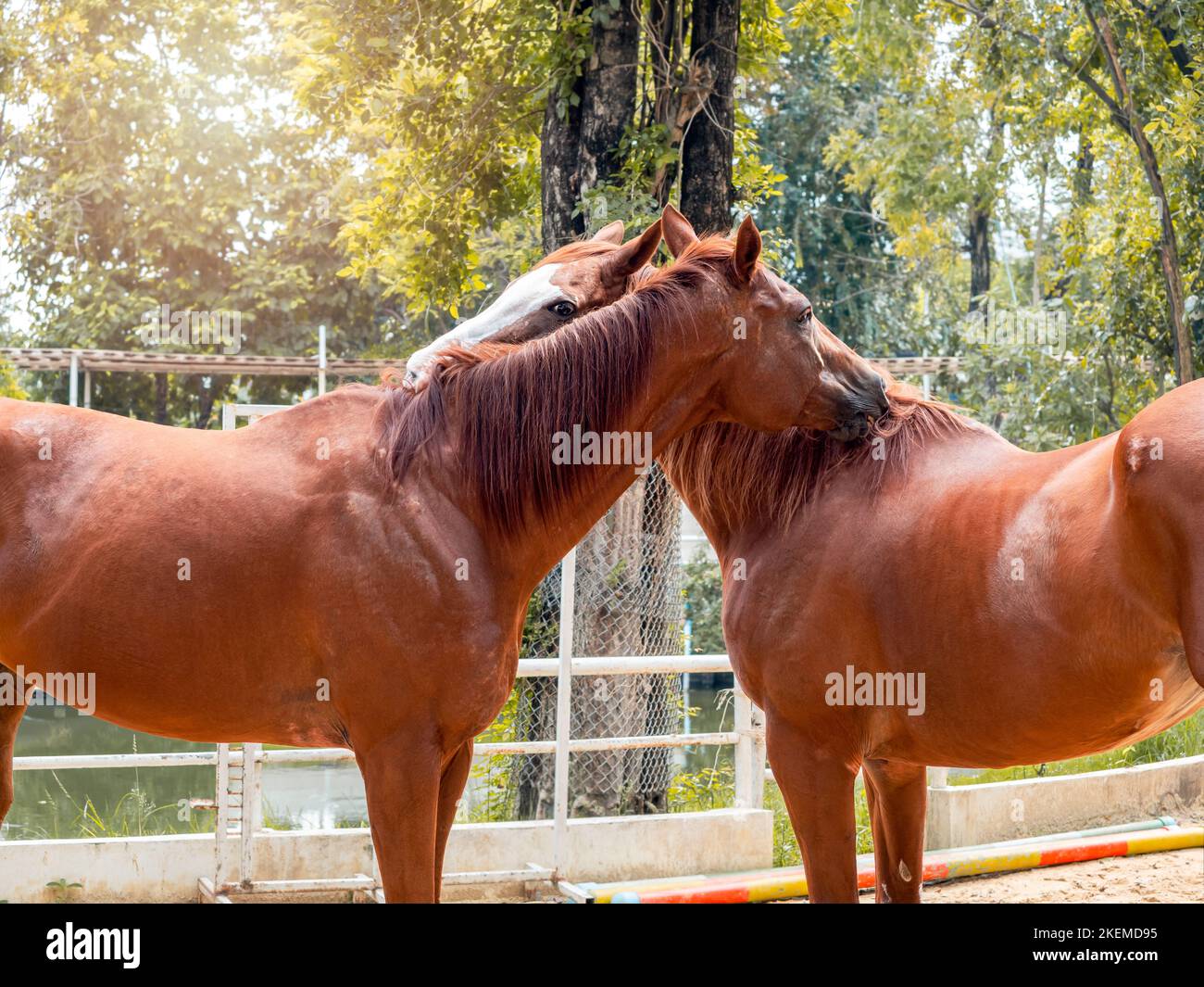 Two brown horses embracing with their heads with love in friendship. A ...
