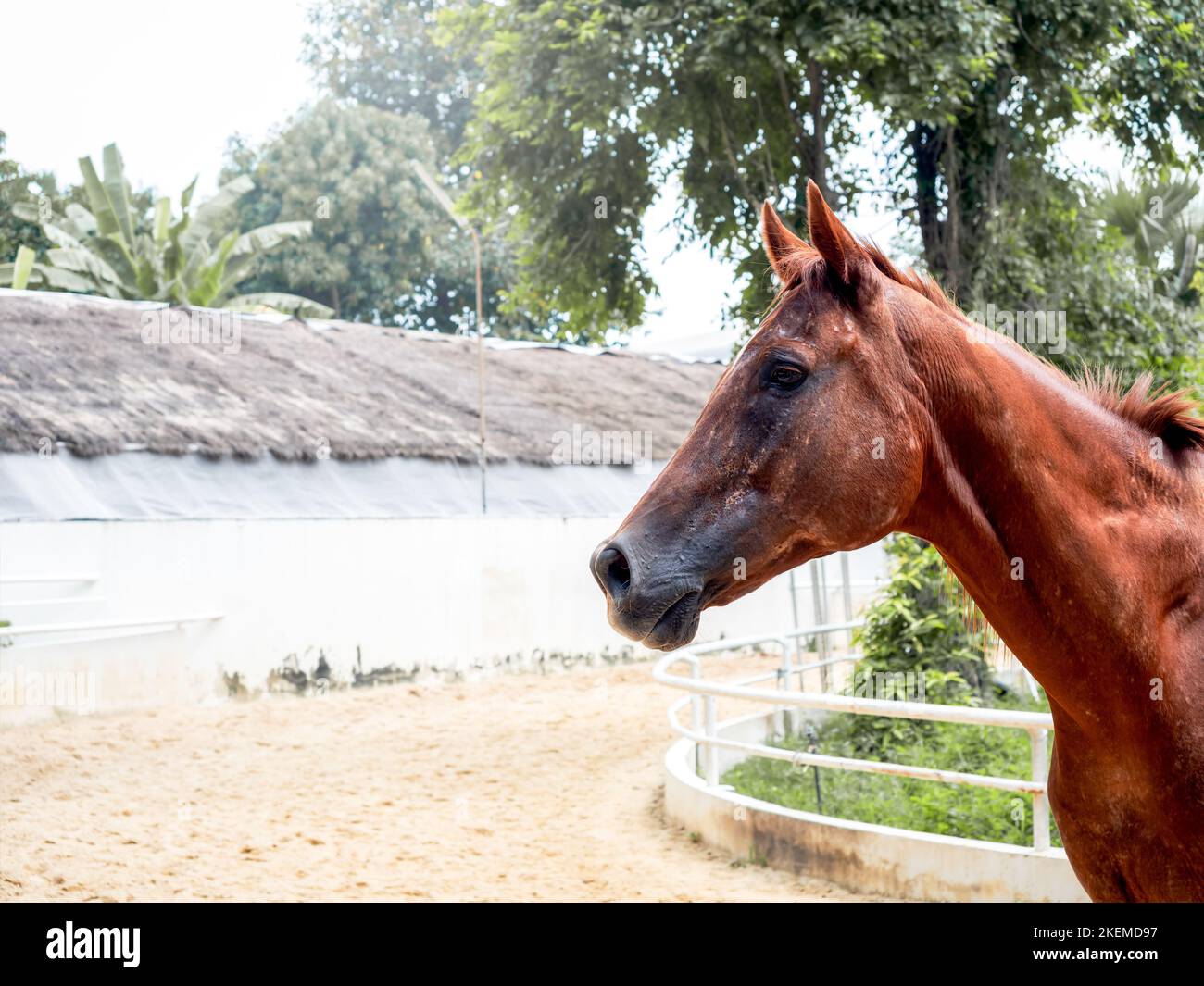 A brown horses portrait, side view, walking, exercise in the outdoor ...