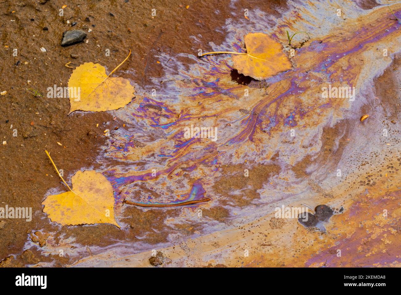 Fallen aspen leaves and beach sand stained with oils seeping from ...