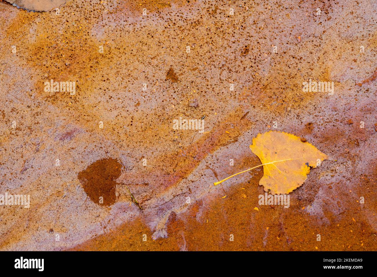 Fallen aspen leaves and beach sand stained with oils seeping from ...
