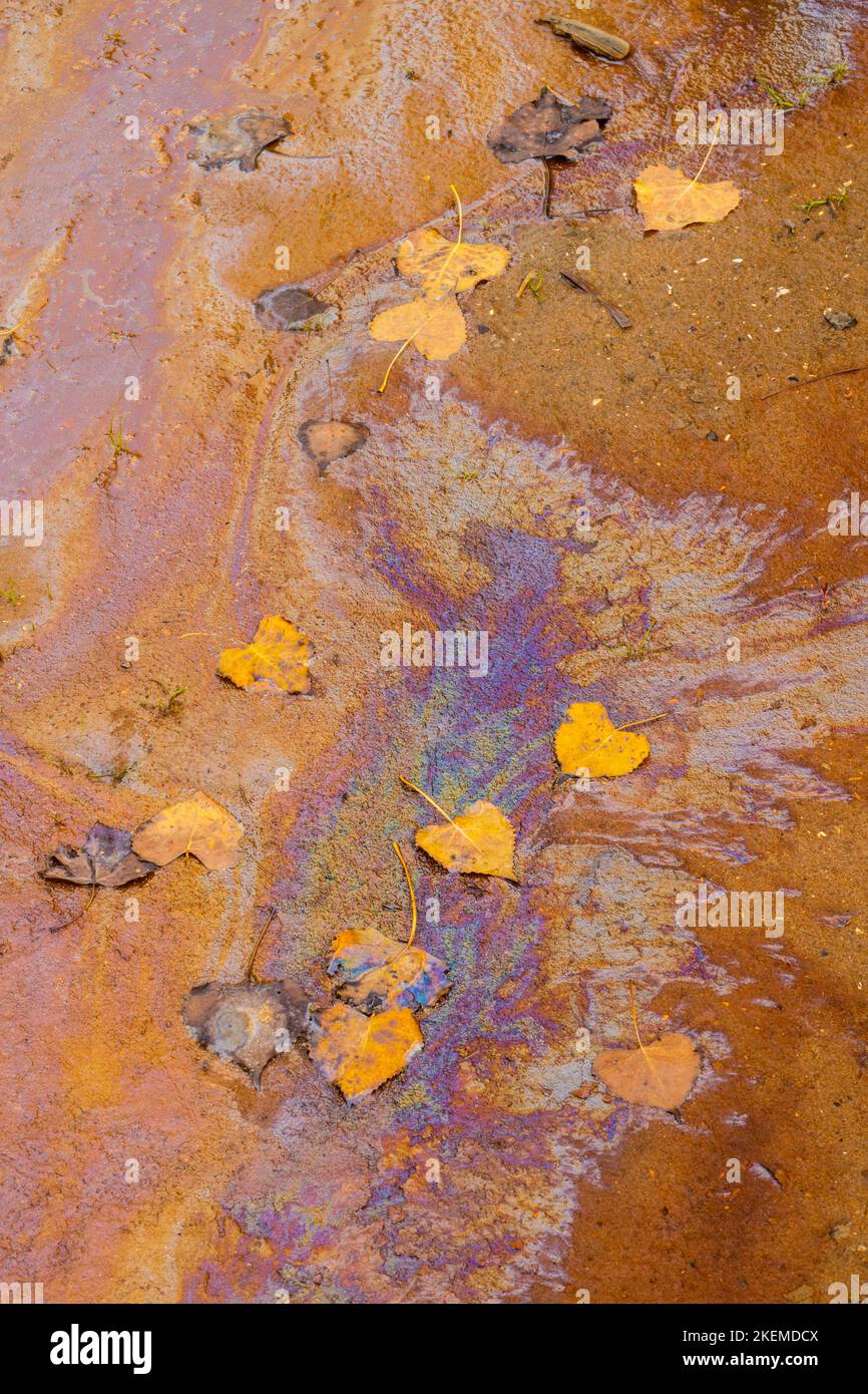 Fallen aspen leaves and beach sand stained with oils seeping from ...