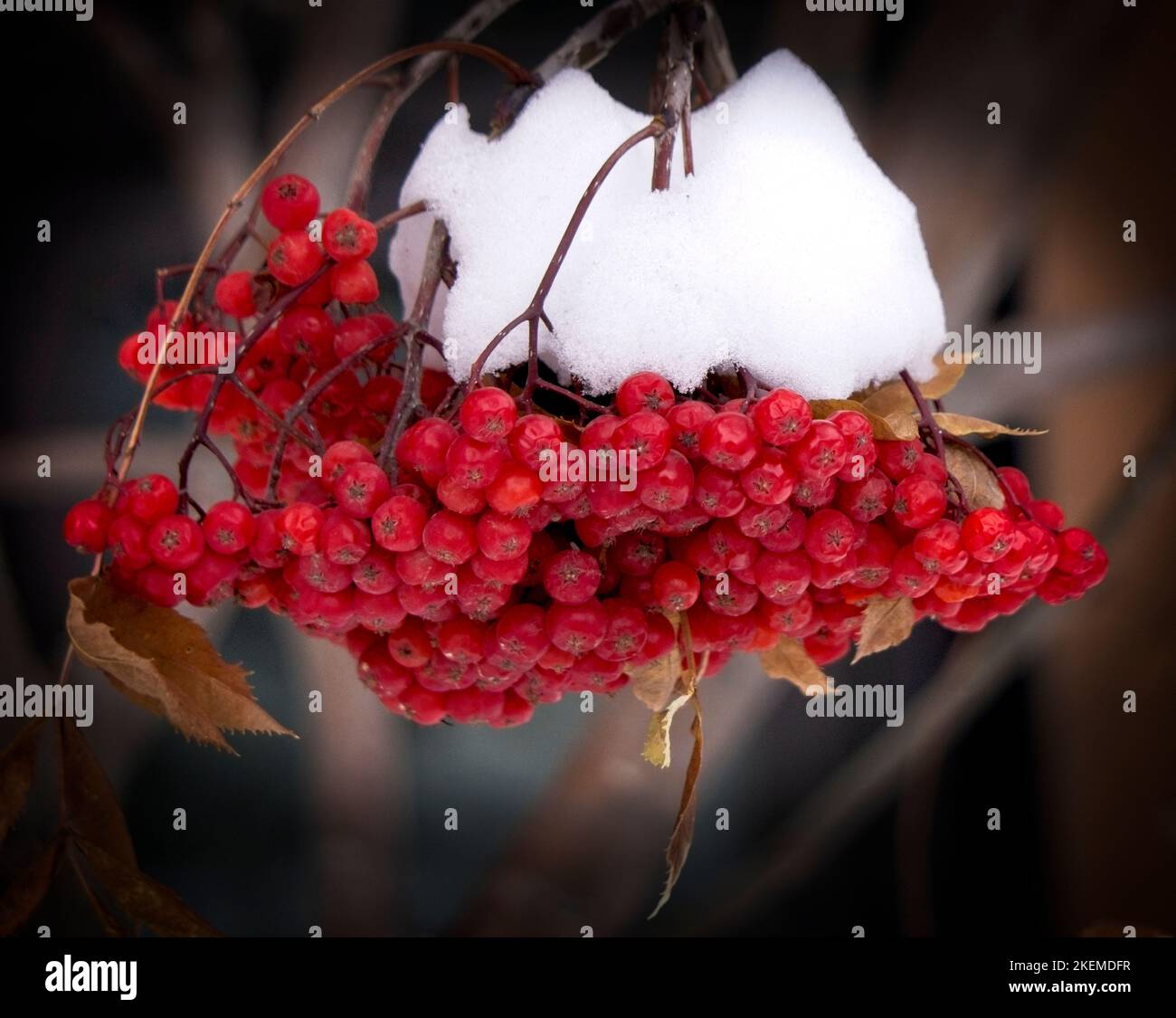 red berries and snow Calgary Alberta Stock Photo - Alamy