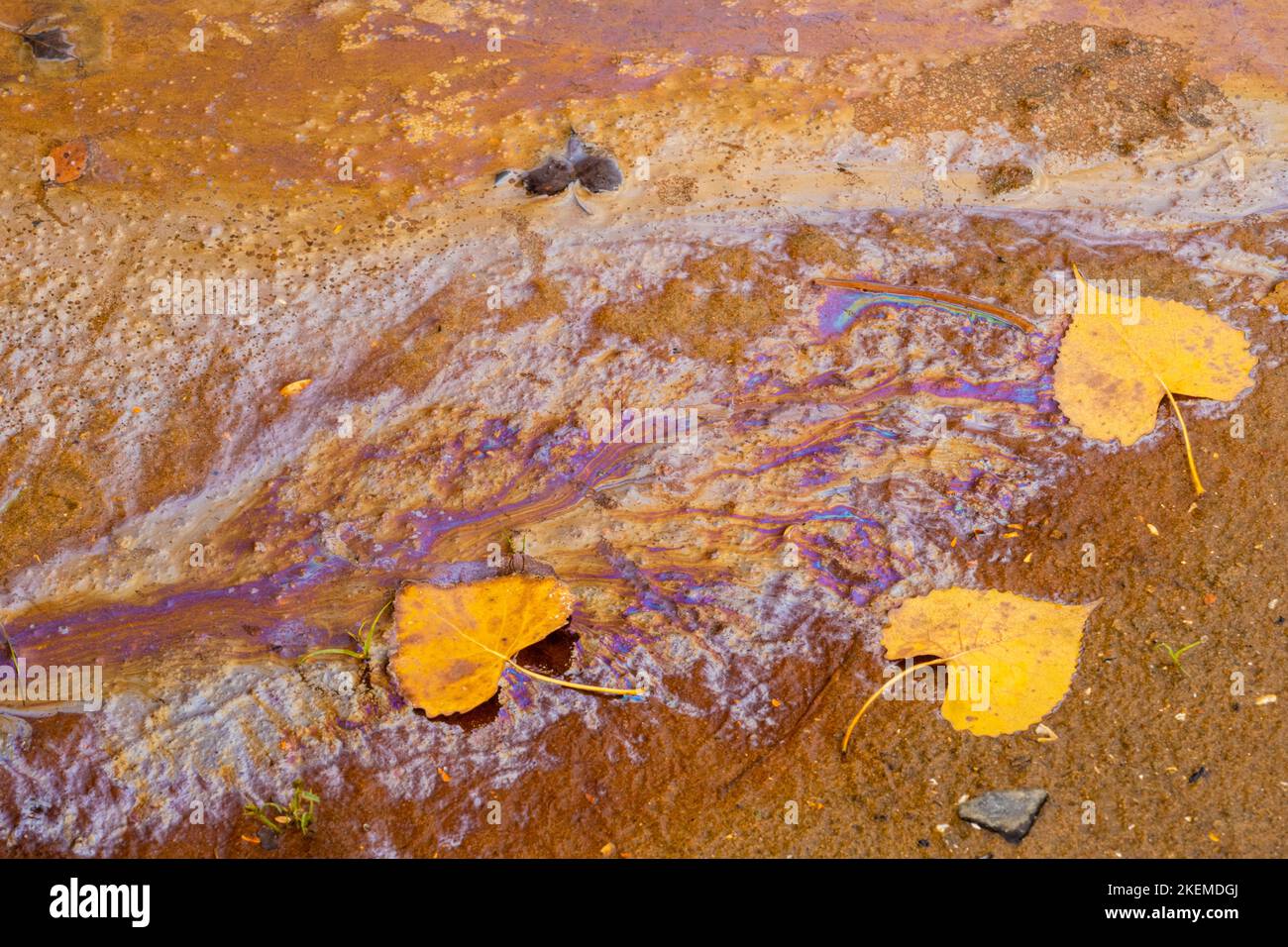 Fallen aspen leaves and beach sand stained with oils seeping from ...