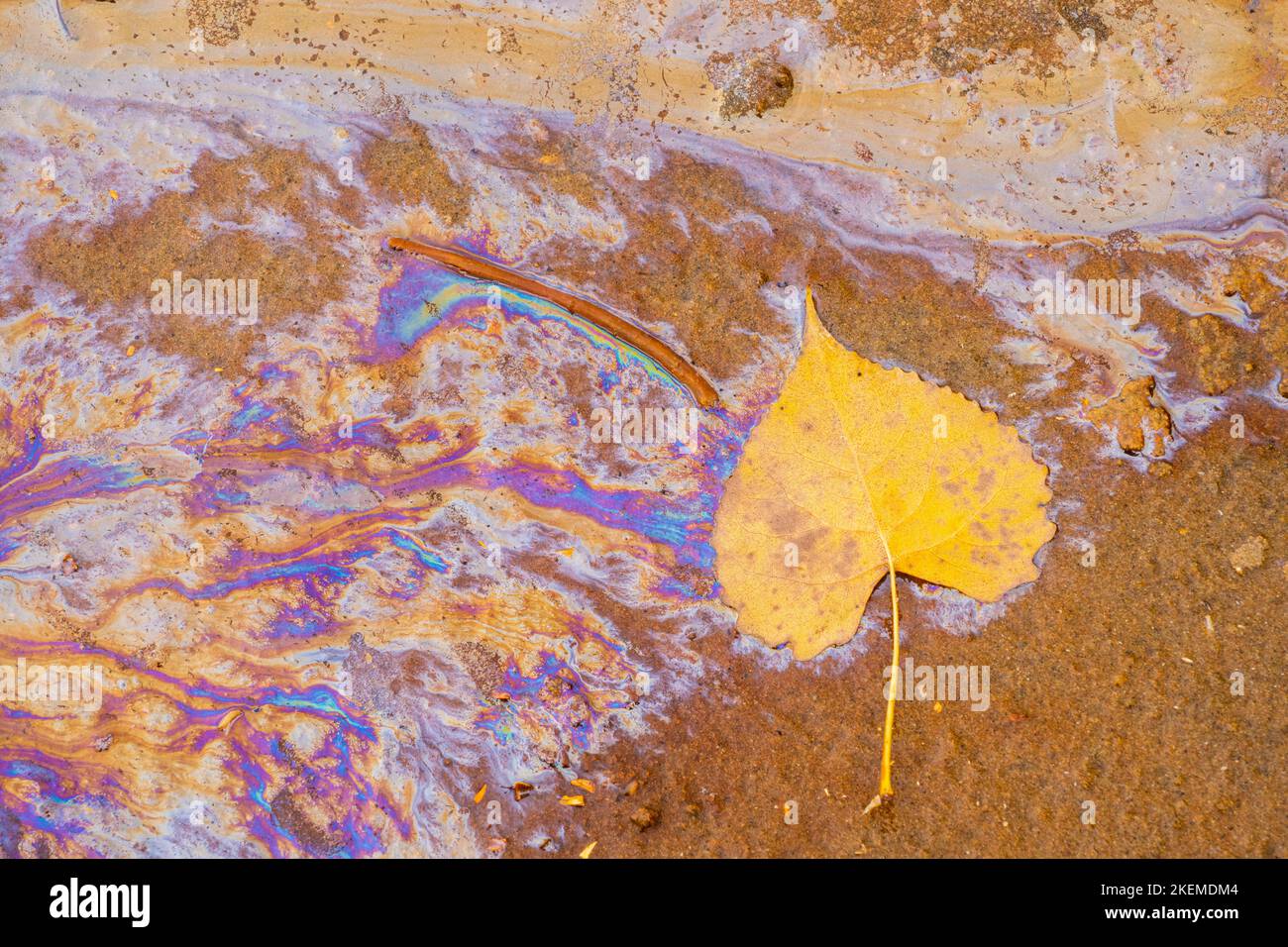Fallen aspen leaves and beach sand stained with oils seeping from ...