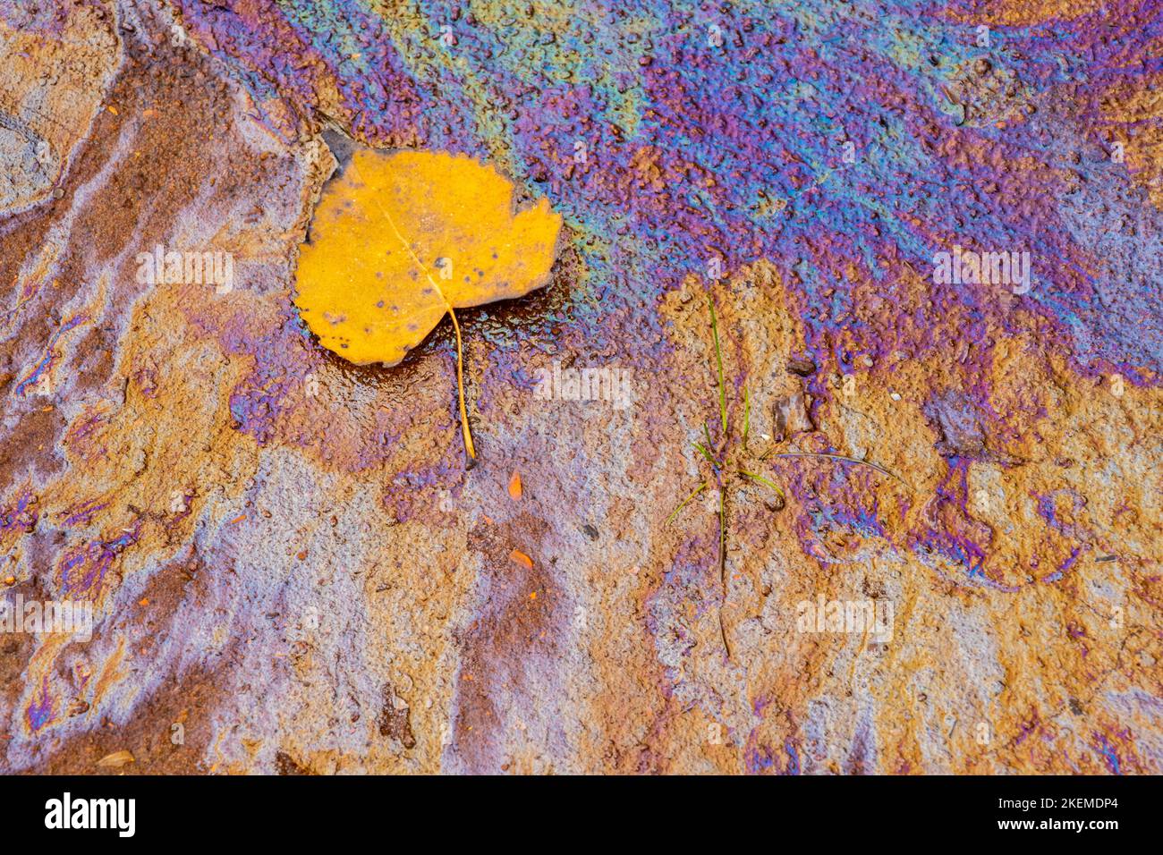 Fallen aspen leaves and beach sand stained with oils seeping from ...
