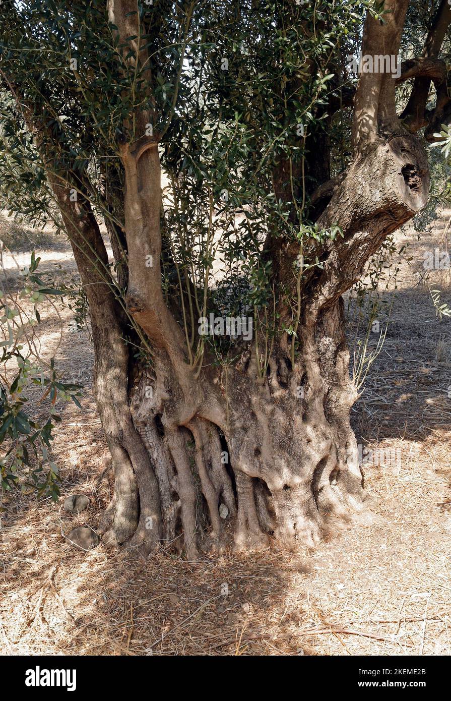 Gnarled and twisted olive trees. Plants, Lesbos, October 2022. cym ...