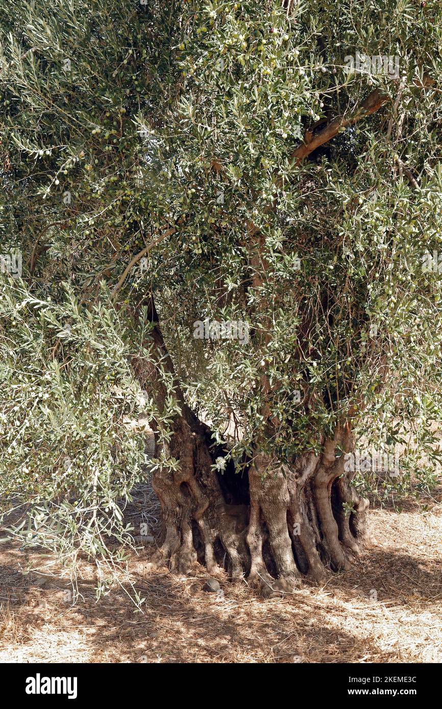 Gnarled and twisted olive trees. Plants, Lesbos, October 2022. cym ...