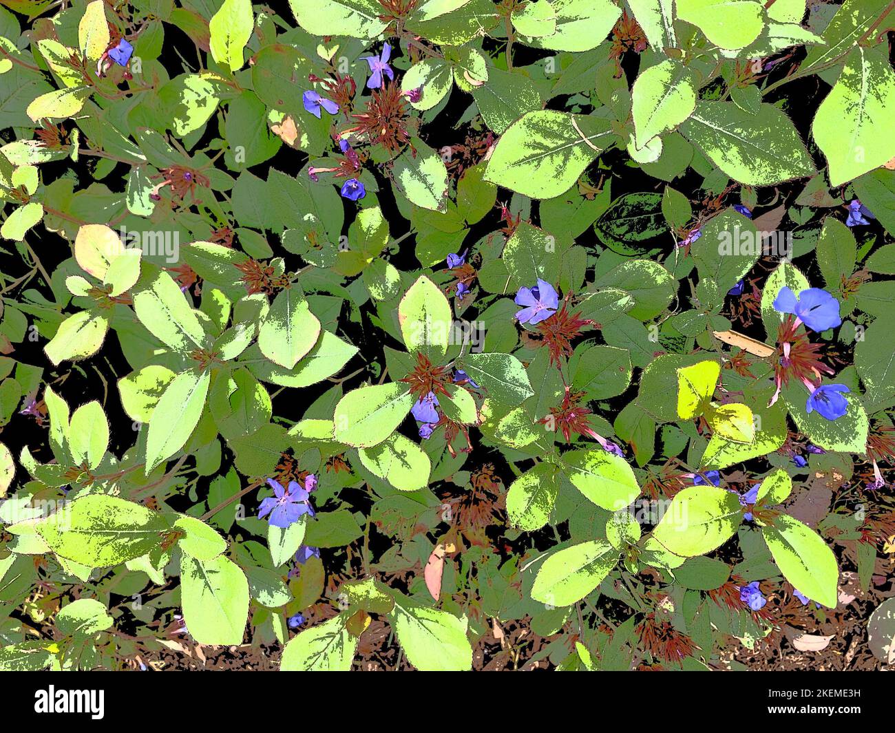 Illustrative closeup of the blue flowers and green leaves of the low ...