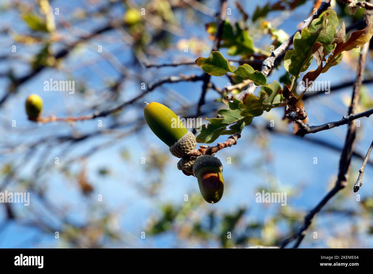 Acorns on oak tree, against blue sky, Lesbos, Greece, Lesbos, October ...