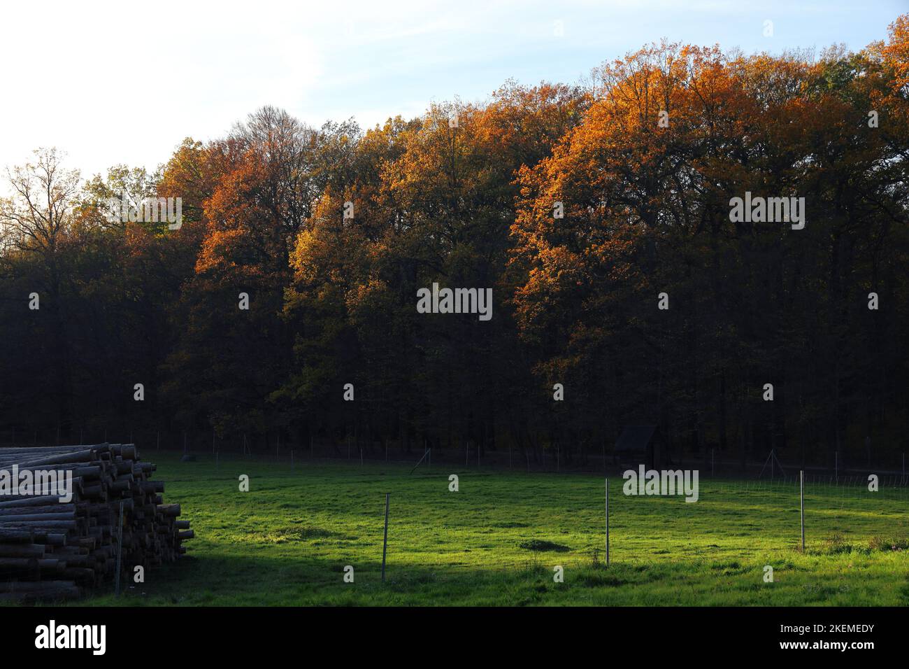 Orange leaves fall hi-res stock photography and images - Alamy