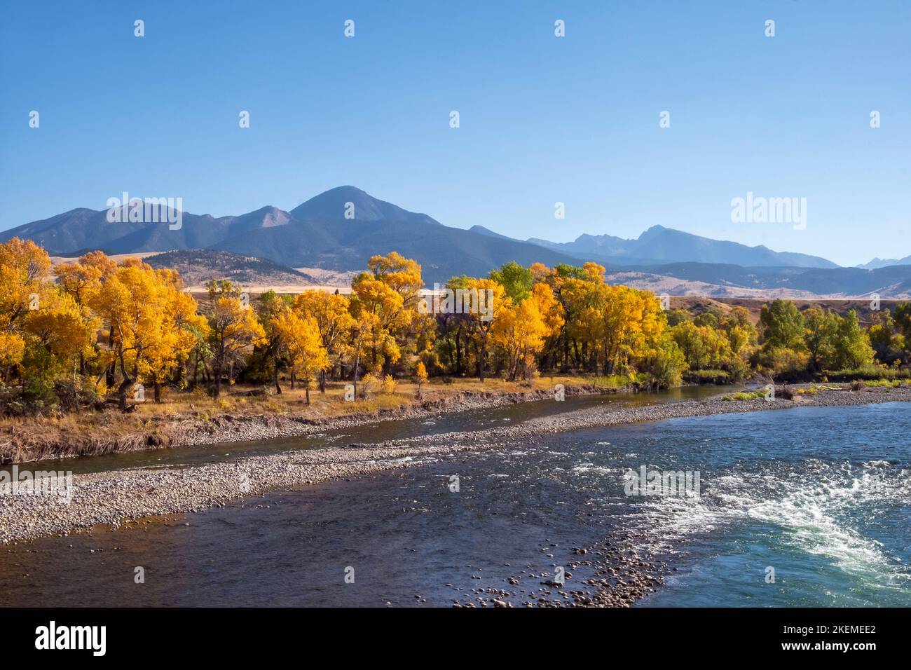 Yellow autumn leaves along the Yellowstone River in Livington, Montana ...