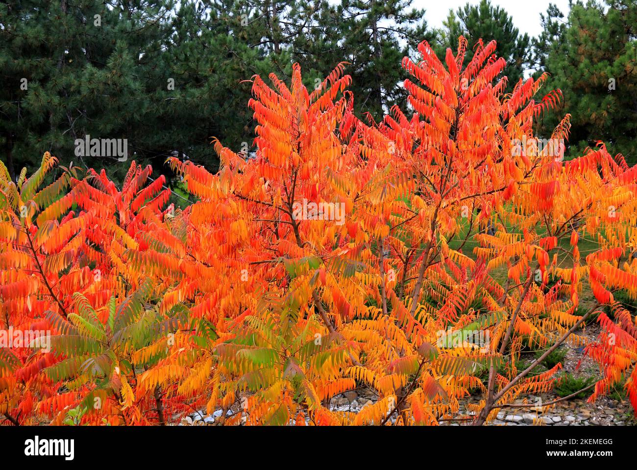 Beautiful autumn tree, yellow, red and green, background in fall in ...