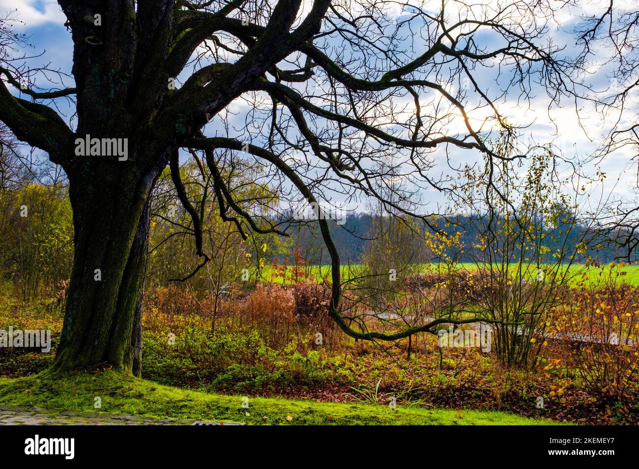 autumn season warm sunlight with colorful trees and leaves Stock Photo ...