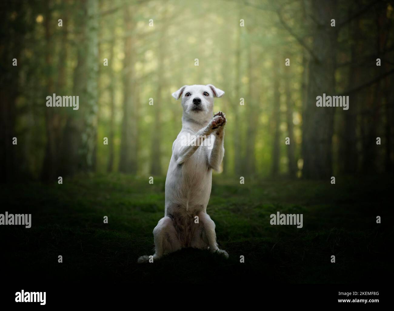 Jack Russell portrait. Female Jack Russel practicing the command ...