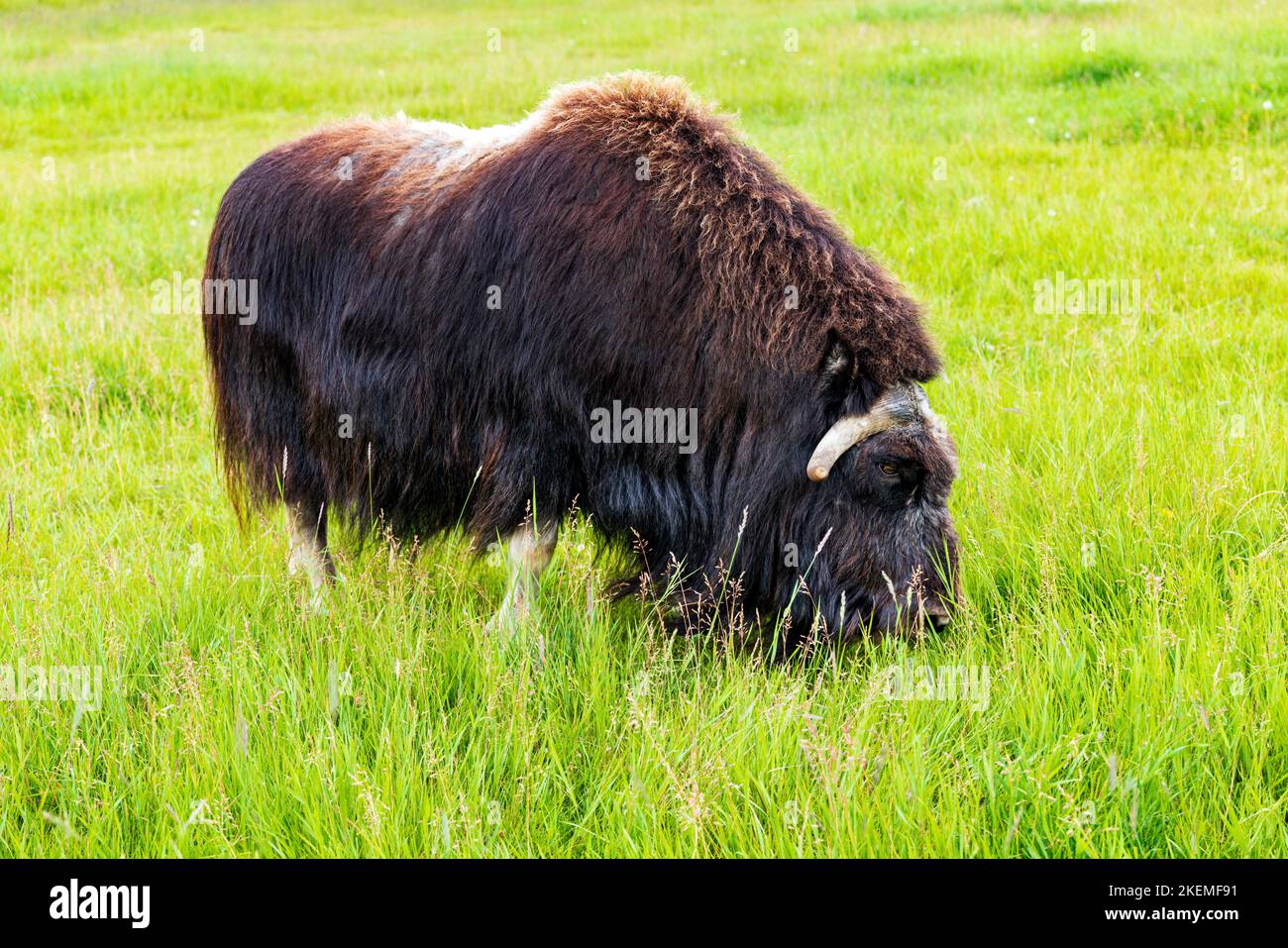 Musk ox ovibos moschatus at musk ox farm at palmer hi-res stock photography and images - Alamy