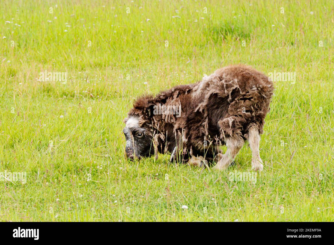 Musk Ox calf in pasture; The Musk Ox Farm; Palmer; Alaska; USA Stock ...