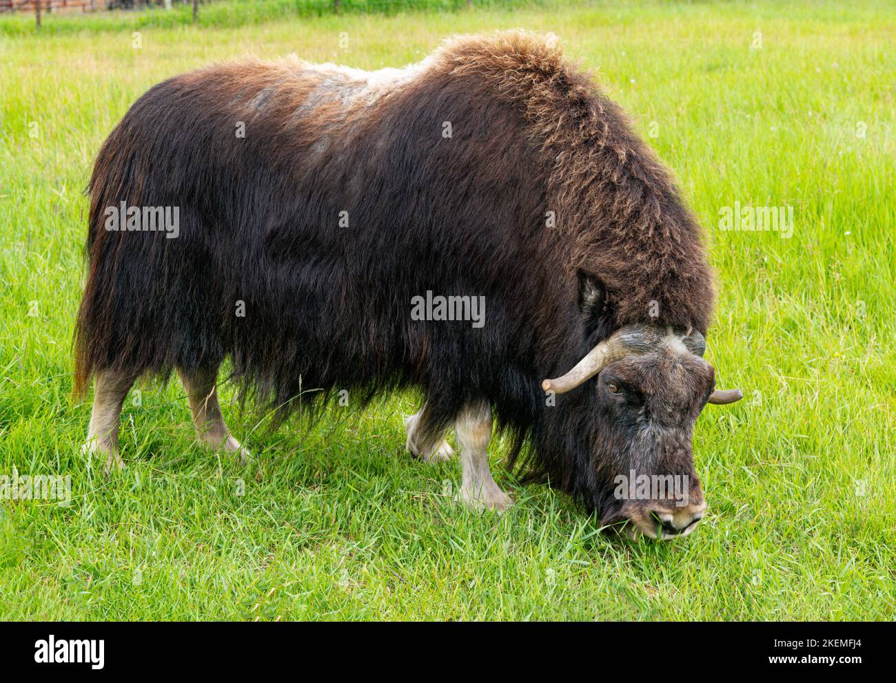 Musk Ox in pasture; The Musk Ox Farm; Palmer; Alaska; USA Stock Photo ...