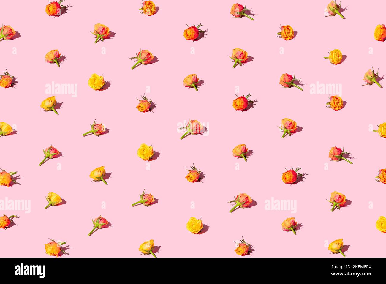 Beautiful red and yellow roses arranged in a pattern on a pastel pink ...