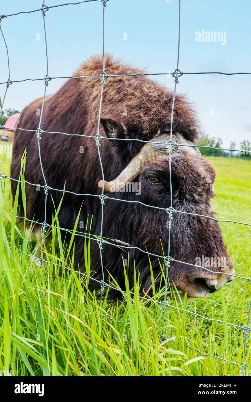 Musk ox ovibos moschatus at musk ox farm at palmer hi-res stock photography and images - Alamy