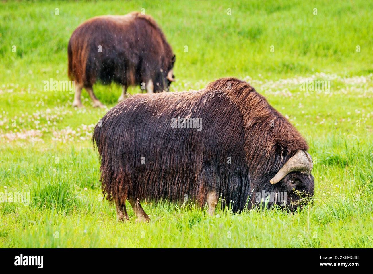 Musk Ox in pasture; The Musk Ox Farm; Palmer; Alaska; USA Stock Photo ...