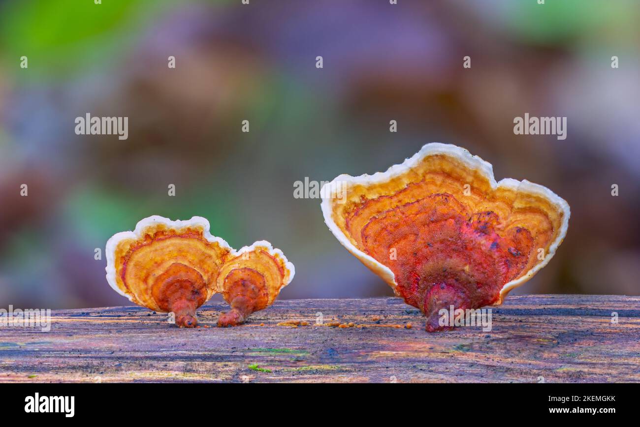 Close up.Brown Mushrooms Stereum ostrea are blooming on dry piece of ...