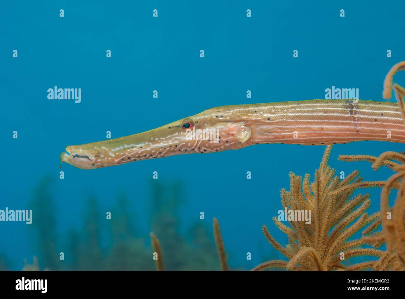 Yellow trumpetfish hi-res stock photography and images - Alamy