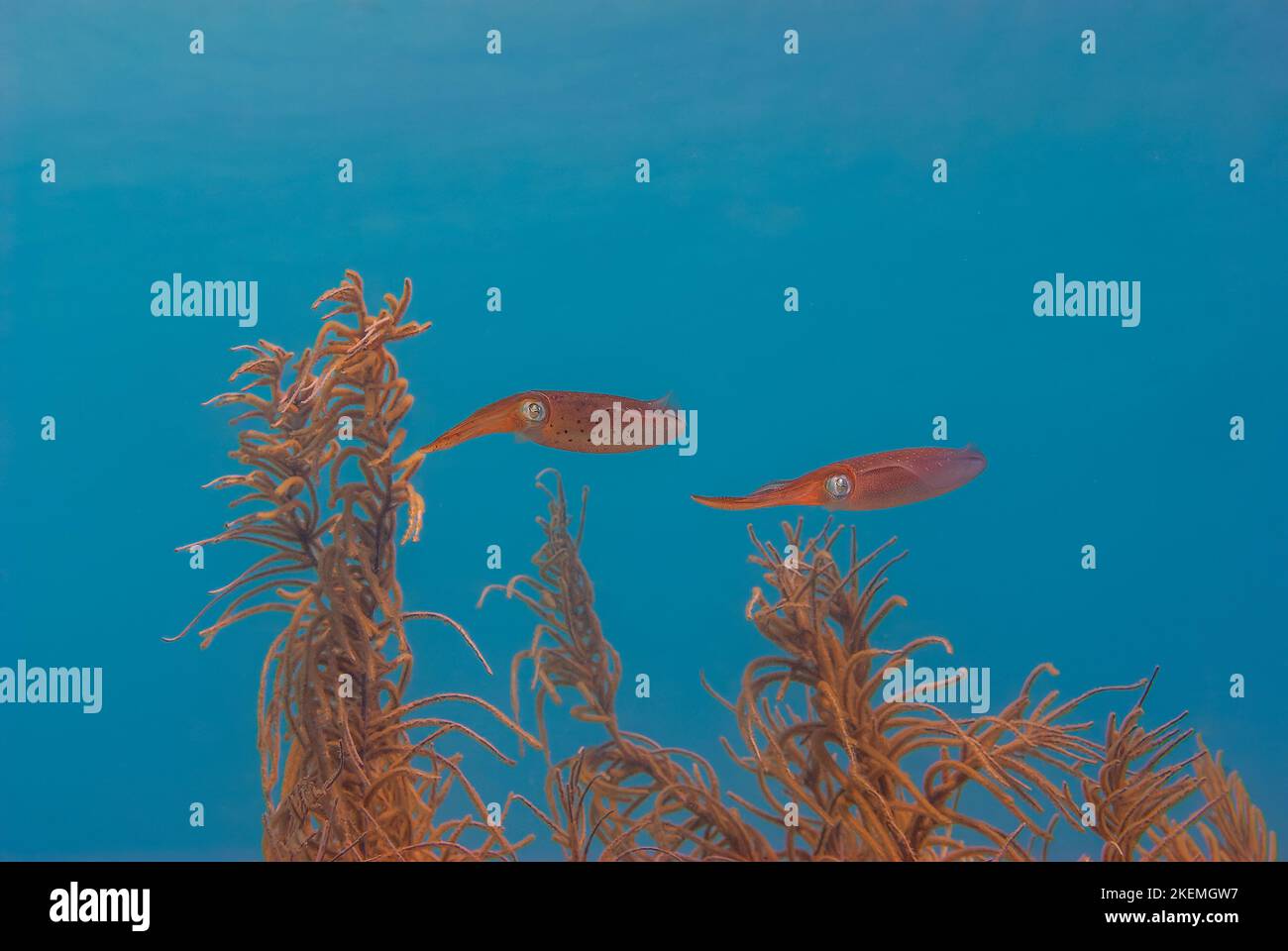 Multiple colorfuldeep sea undersea Pharaoh Cuttlefish Sepia pharaonis ...