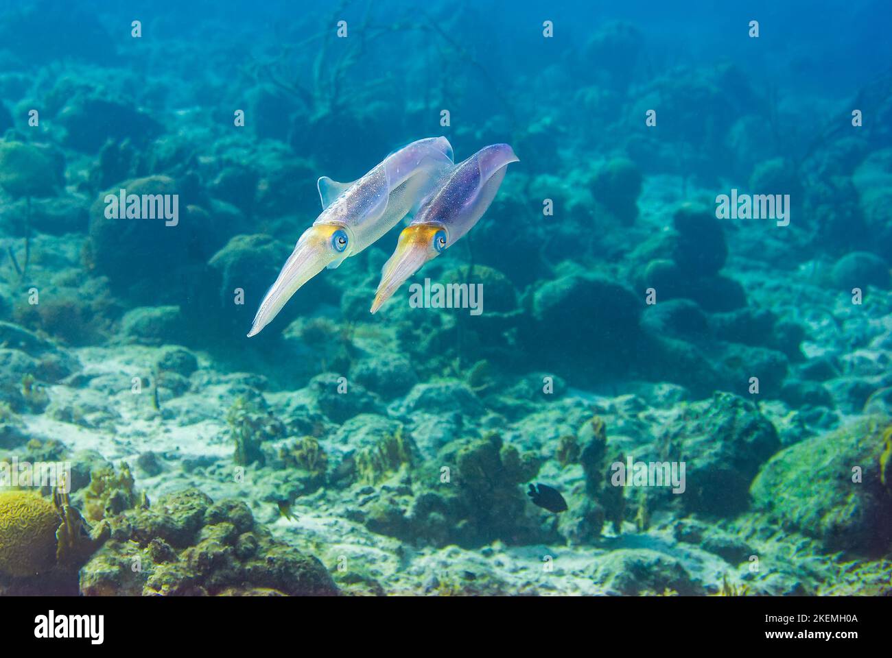 Multiple colorfuldeep sea undersea Pharaoh Cuttlefish Sepia pharaonis ...